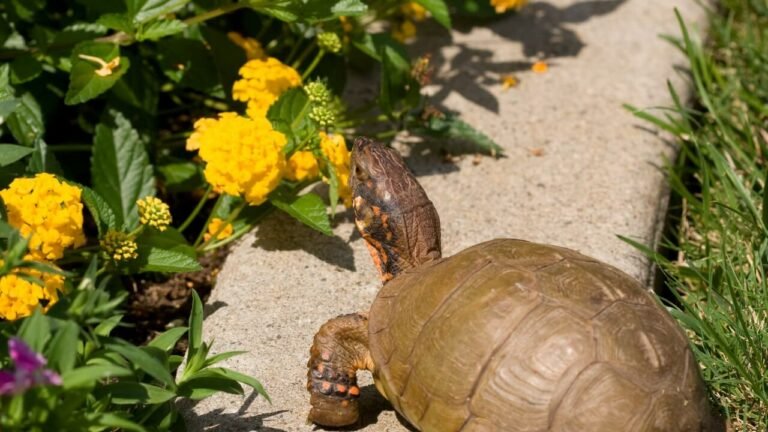 What Do Turtles Eat? - Turtle's Diet Facts - SciQuest