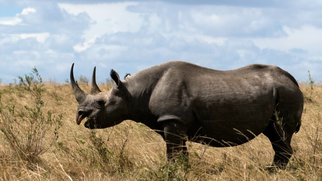 How Dangerous Are Rhinos? How To Survive a Rhino Attack - SciQuest