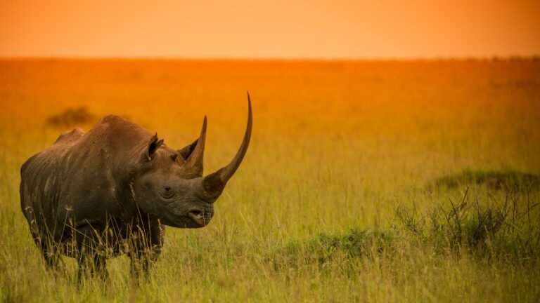 How Dangerous Are Rhinos? How To Survive a Rhino Attack - SciQuest