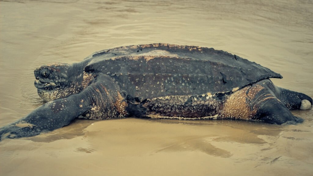 What Do Turtles Eat Turtles Diet Facts Sciquest