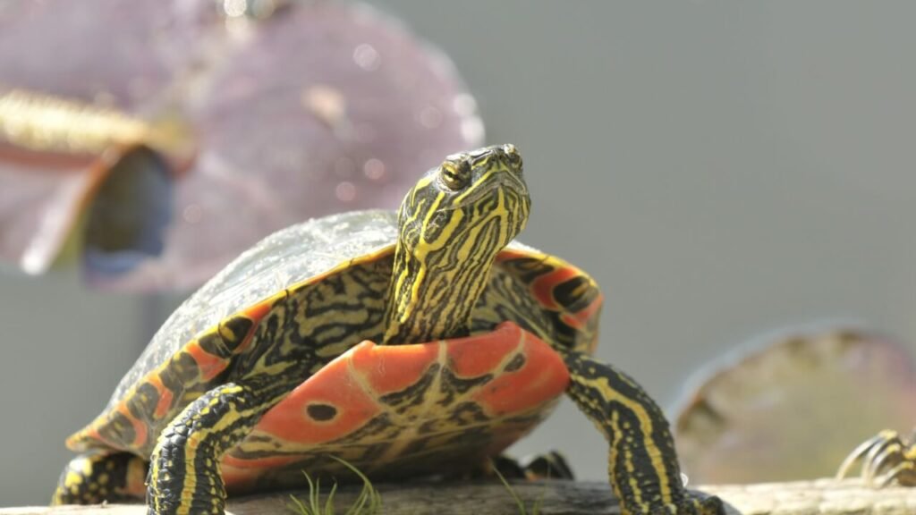 What Do Turtles Eat? - Turtle's Diet Facts - SciQuest