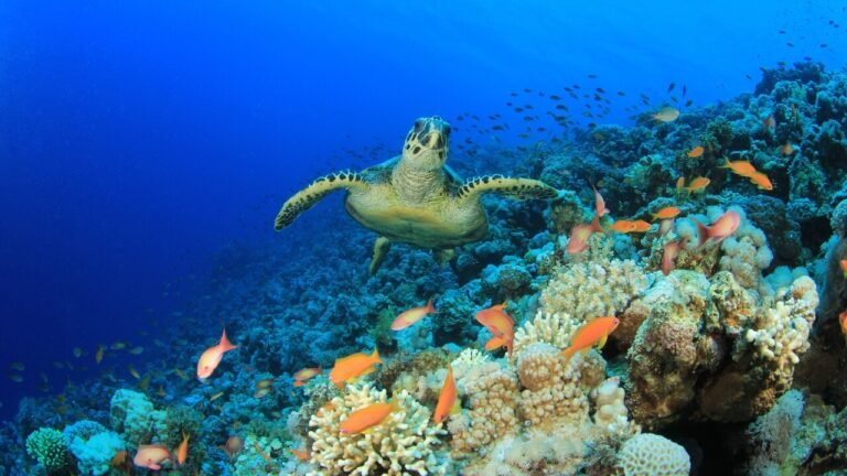 What Do Turtles Eat? - Turtle's Diet Facts - SciQuest