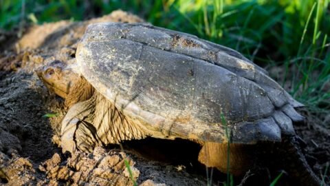 What Do Turtles Eat? - Turtle's Diet Facts - SciQuest