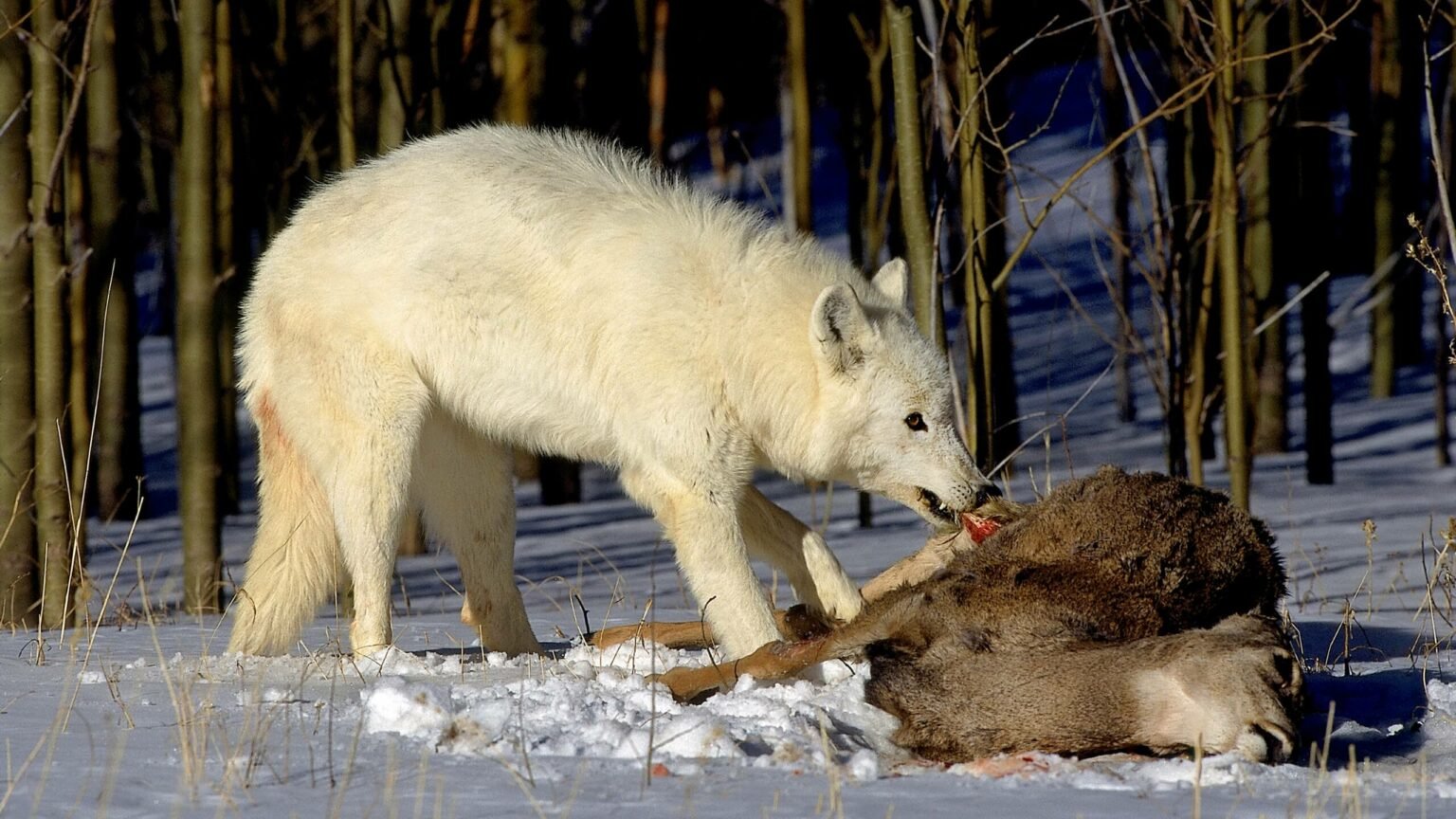 What Do Arctic Wolves Eat? - SciQuest