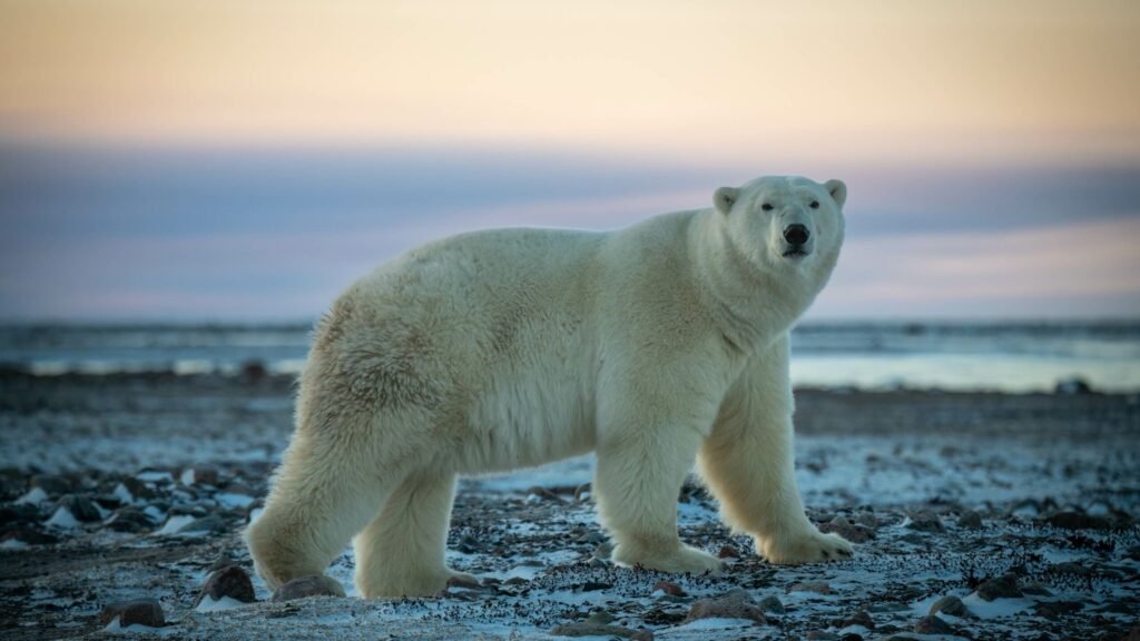 How Big Is A Polar Bear? Polar Bear Size Facts - SciQuest