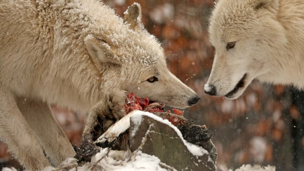 What Do Arctic Wolves Eat? - SciQuest