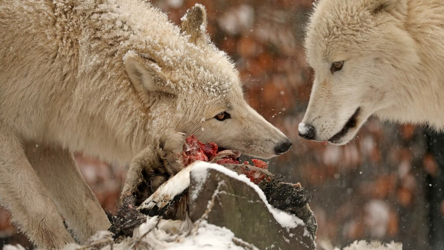 What Do Arctic Wolves Eat? - SciQuest