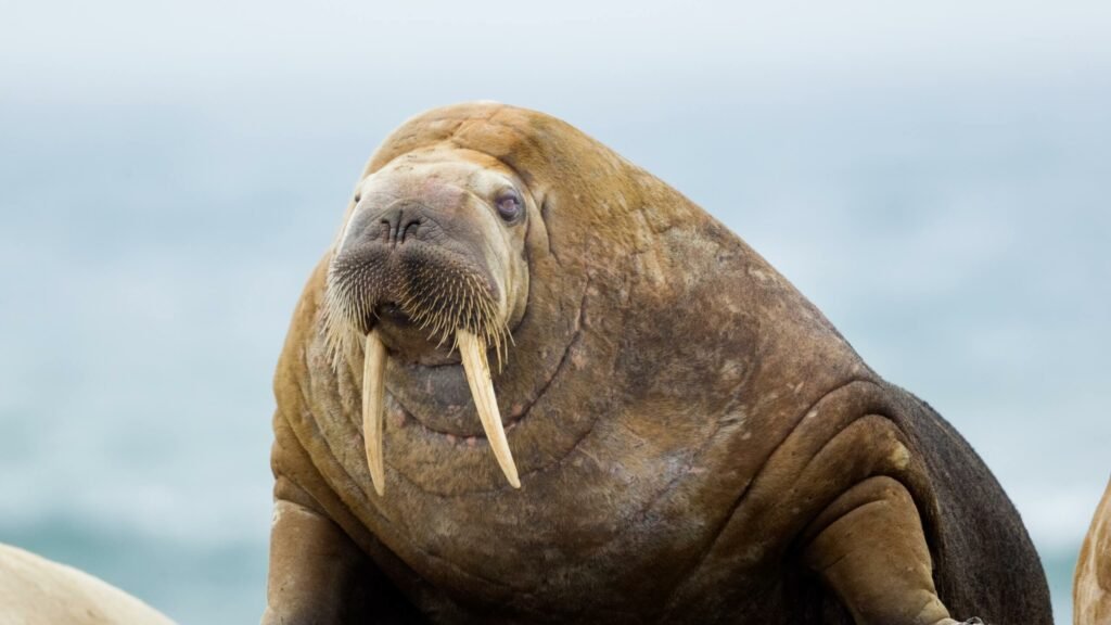What Do Walruses Eat - Walrus's Diet Facts? - SciQuest