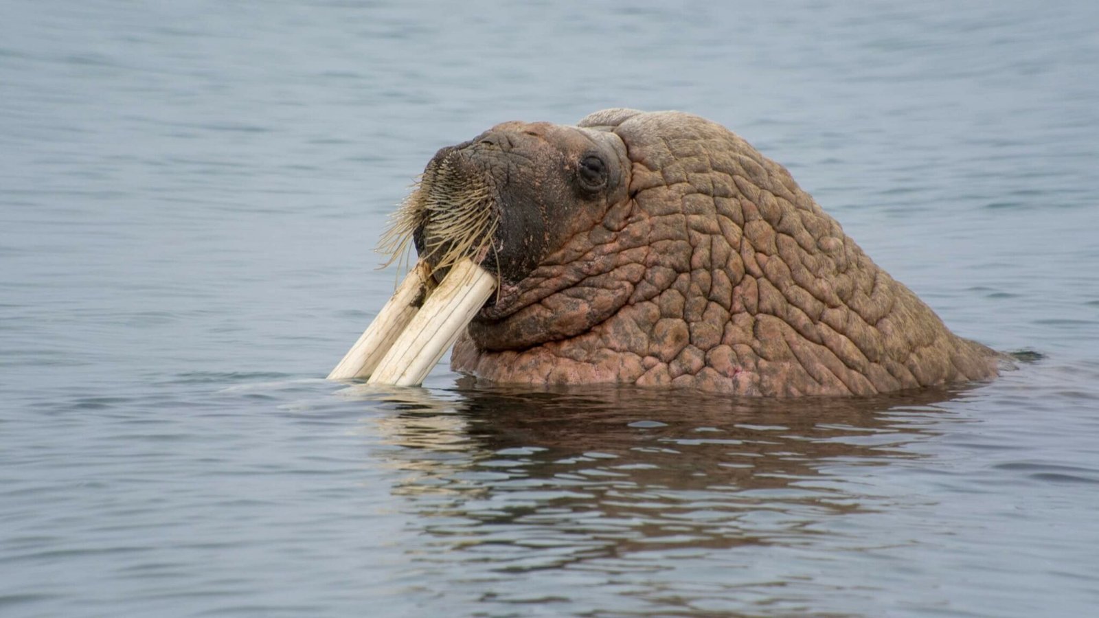 What Do Walruses Eat - Walrus's Diet Facts? - SciQuest