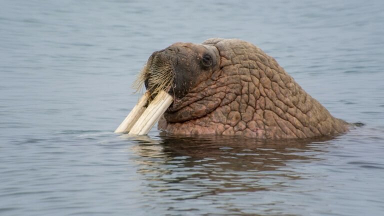 What Do Walruses Eat - Walrus's Diet Facts? - SciQuest