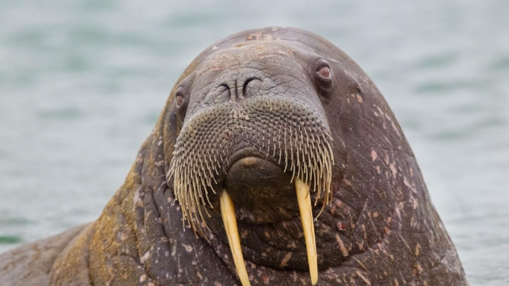 What Do Walruses Eat - Walrus's Diet Facts? - SciQuest