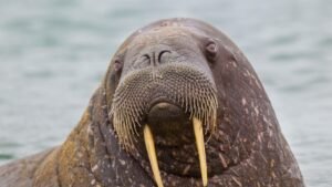 What Do Walruses Eat - Walrus's Diet Facts? - SciQuest