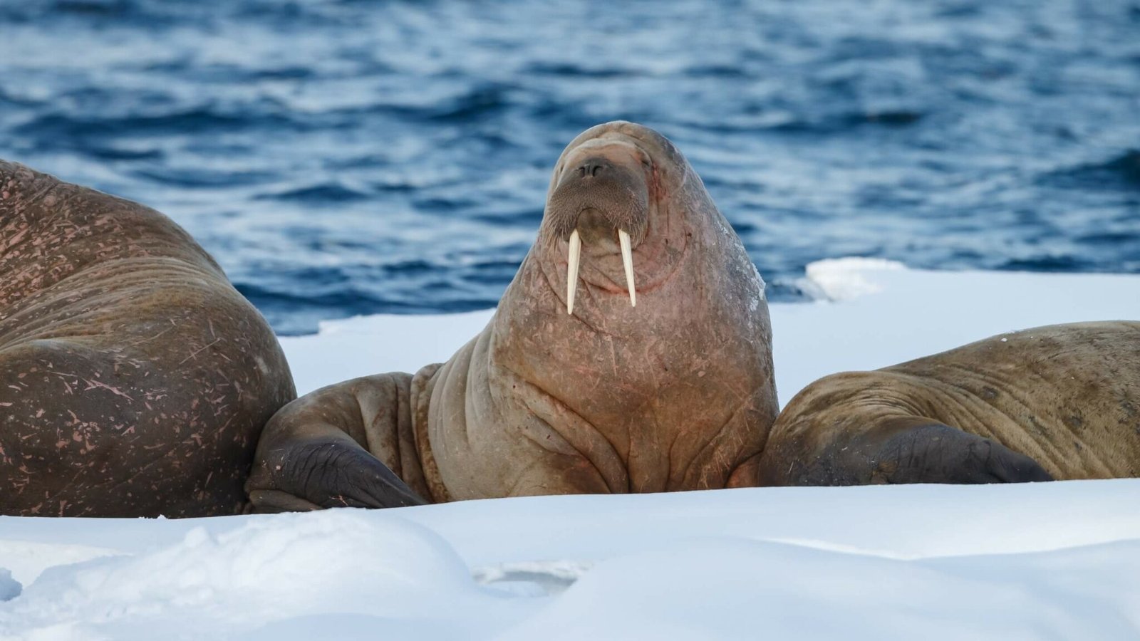 What Do Walruses Eat - Walrus's Diet Facts? - SciQuest