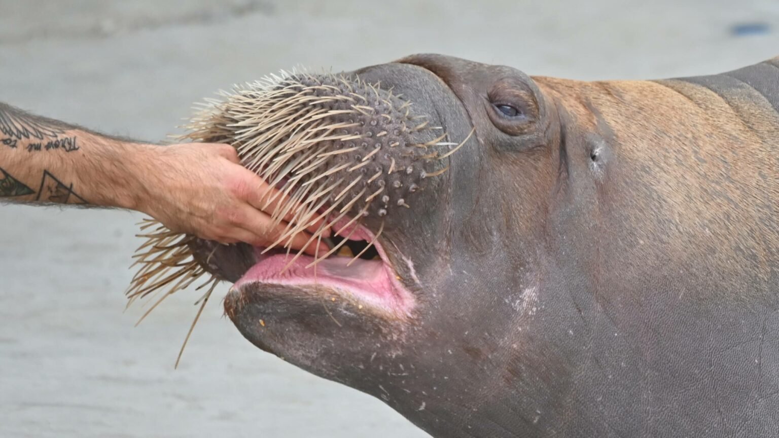 What Do Walruses Eat - Walrus's Diet Facts? - SciQuest