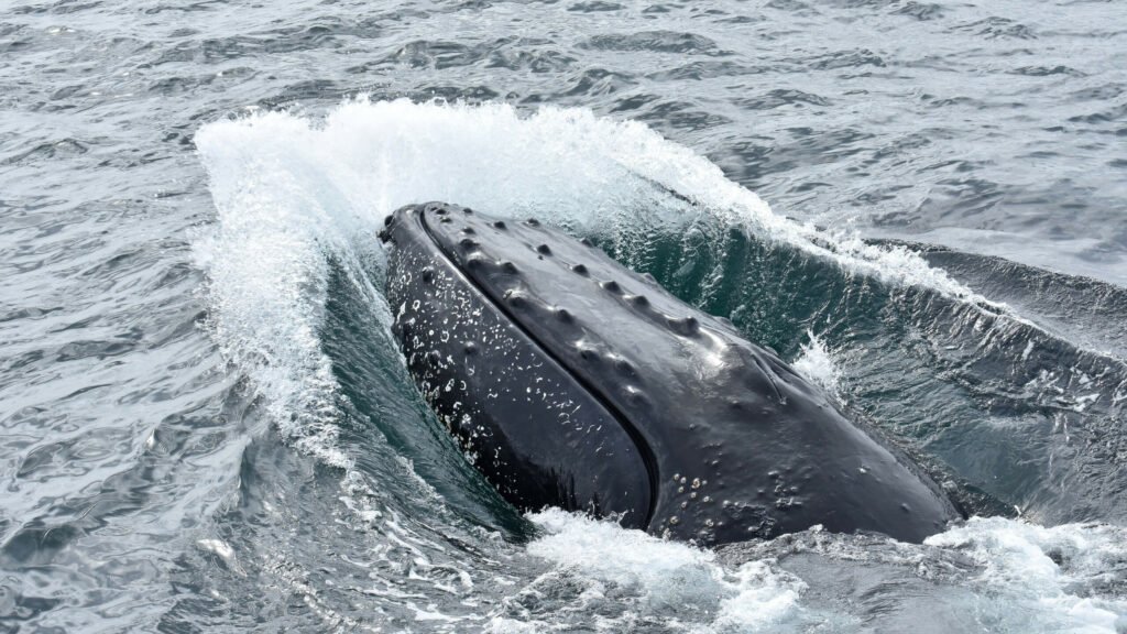 What Do Humpback Whales Eat? - Humpback Whale Diet - SciQuest
