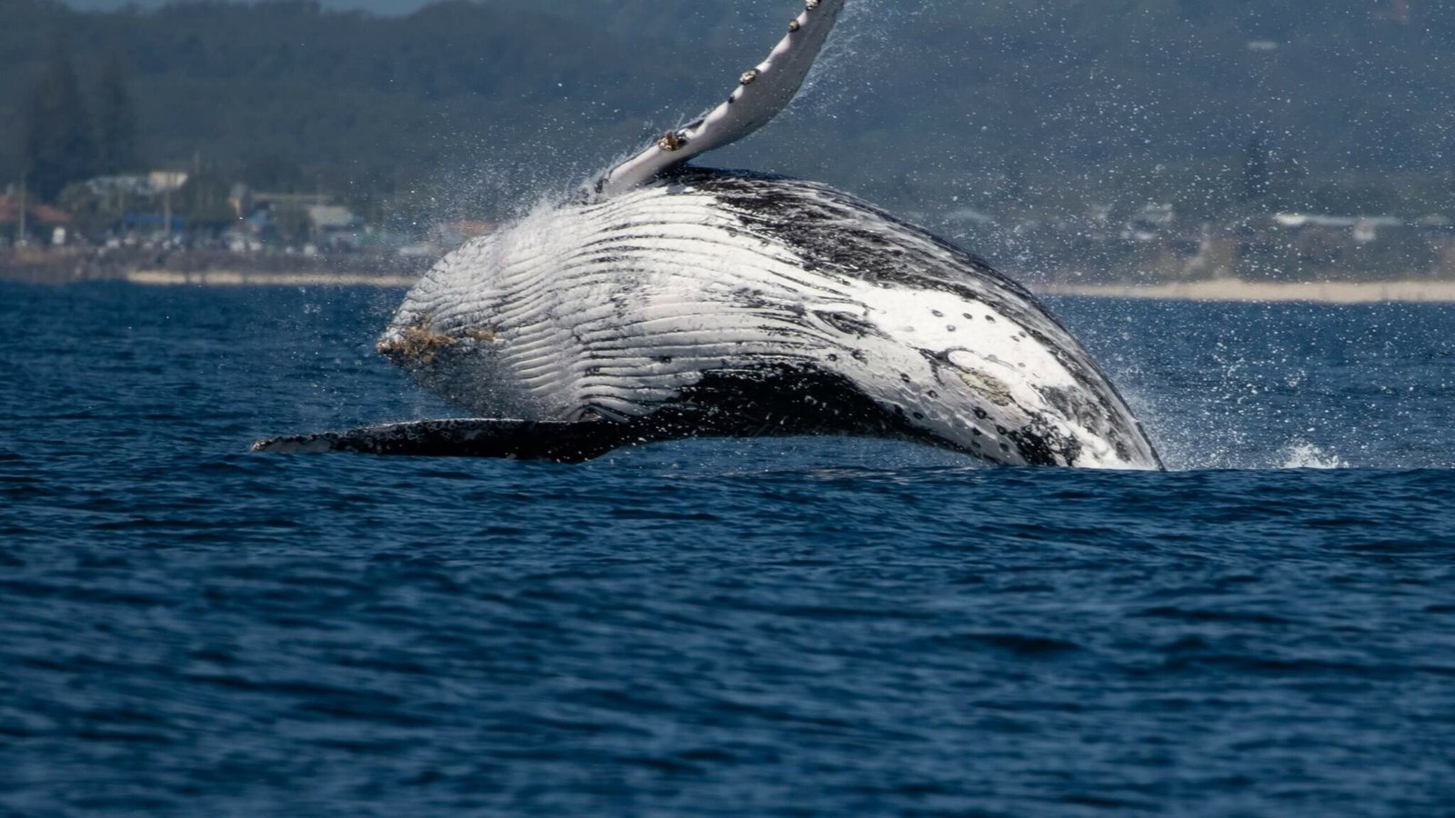 What Do Humpback Whales Eat? - Humpback Whale Diet - SciQuest