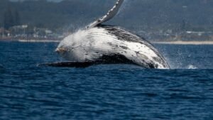 What Do Humpback Whales Eat? - Humpback Whale Diet - SciQuest
