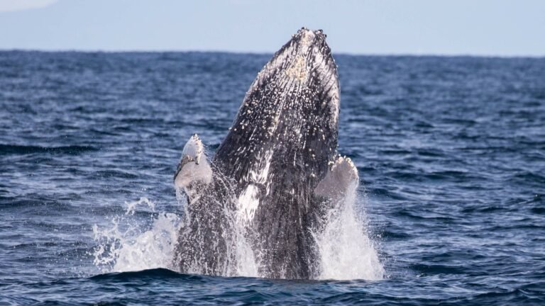 What Do Humpback Whales Eat? - Humpback Whale Diet - SciQuest