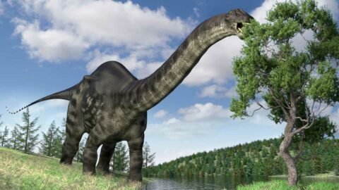 Brontosaurus Facts - The Giants of the Jurassic Era - SciQuest