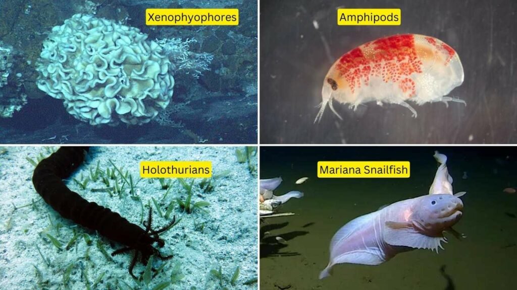 What Lives In Mariana Trench? - SciQuest