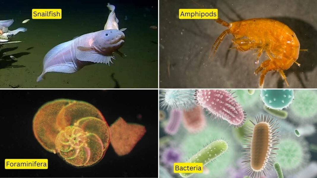 What Lives In Mariana Trench? - SciQuest
