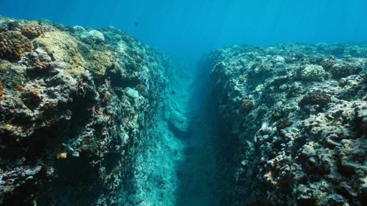 What Lives In Mariana Trench? - SciQuest